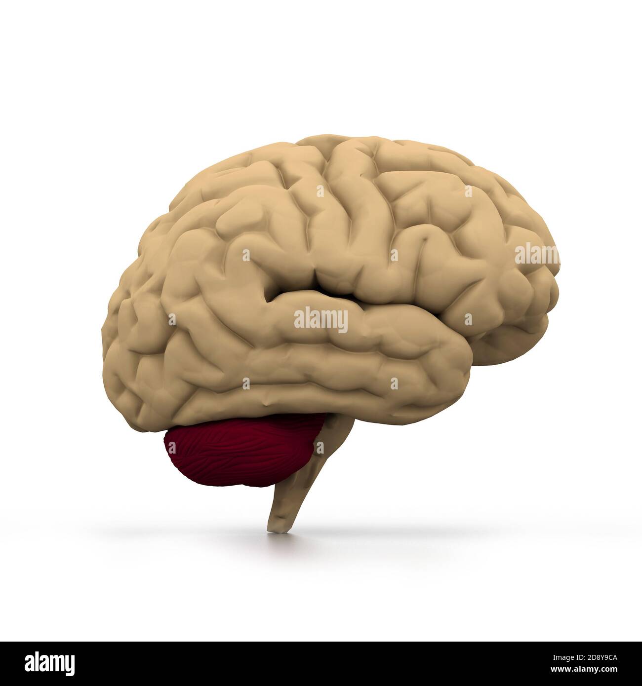 Real human brain anatomy Cut Out Stock Images & Pictures - Alamy