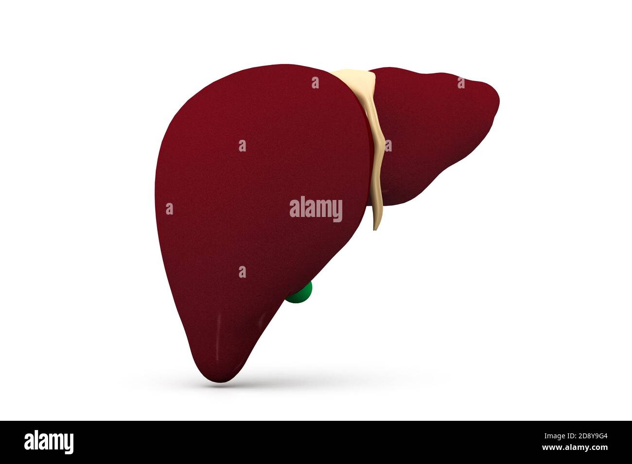 Liver inflammation Cut Out Stock Images & Pictures - Alamy