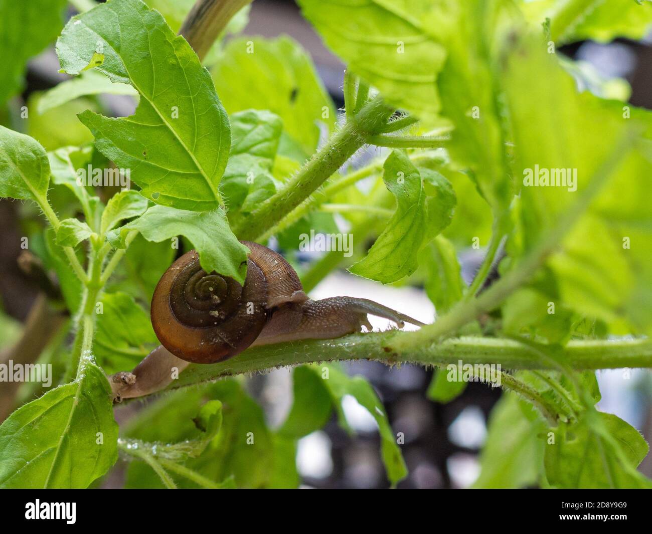 Sweet snails hi-res stock photography and images - Alamy