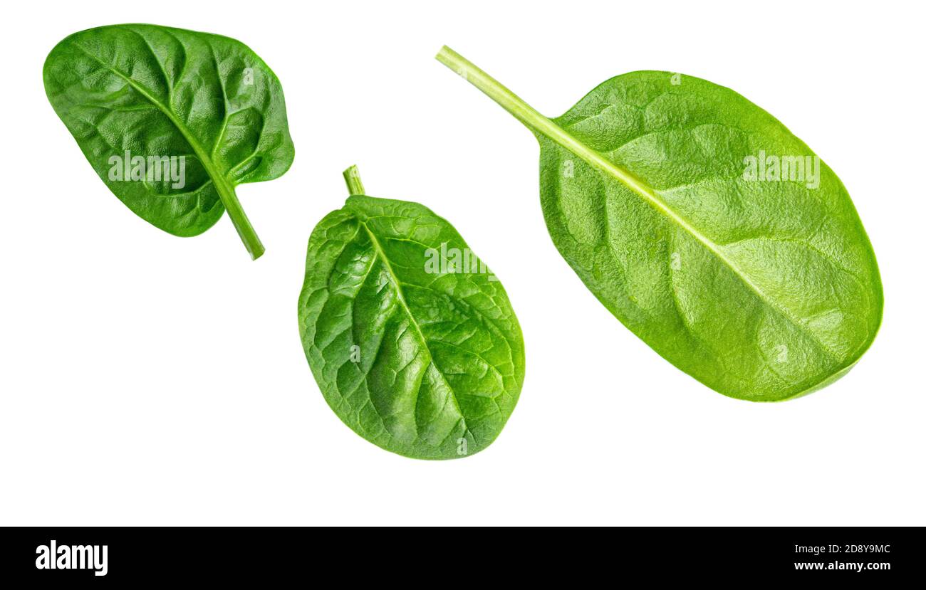 Spinach. Creative layout made of Spinach leaves isolated on white ...
