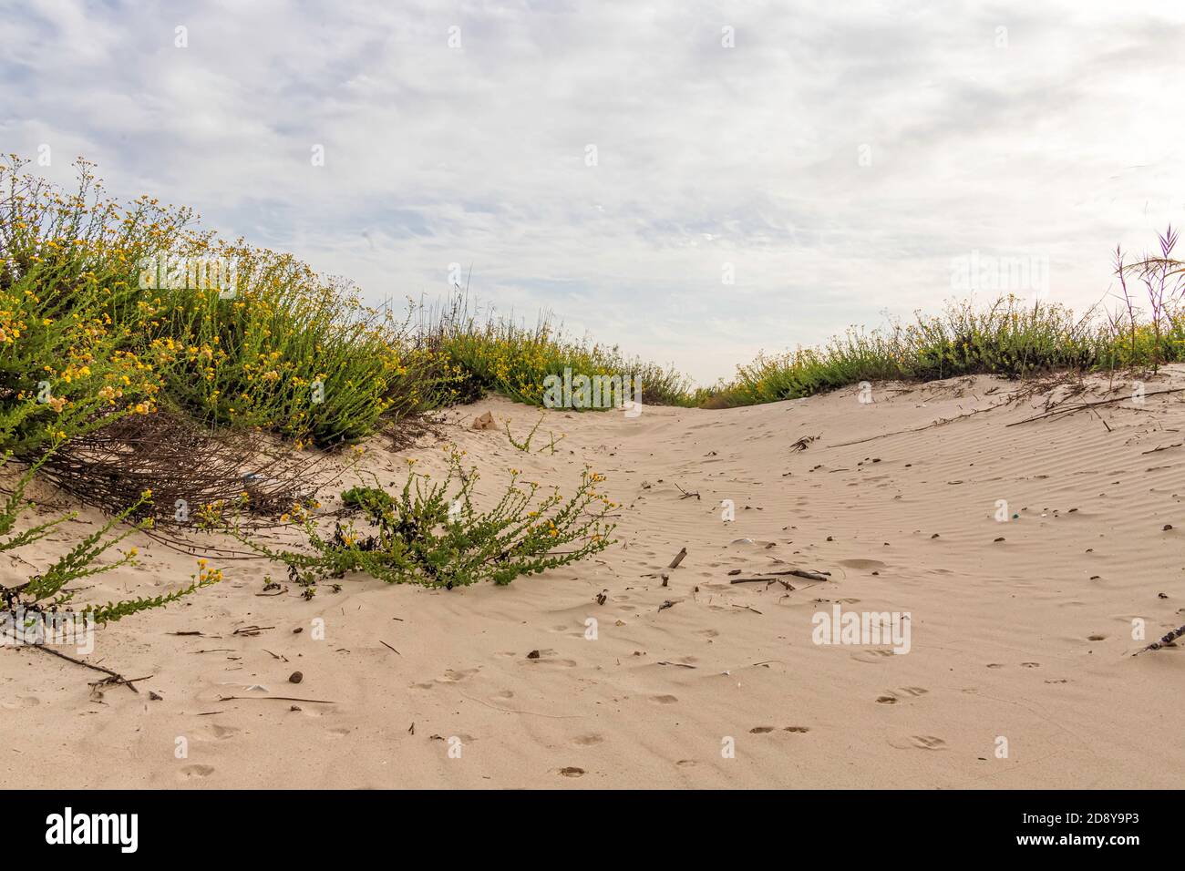 Sand dunes with yellow flowers growing on them. Mediterranean coast ...