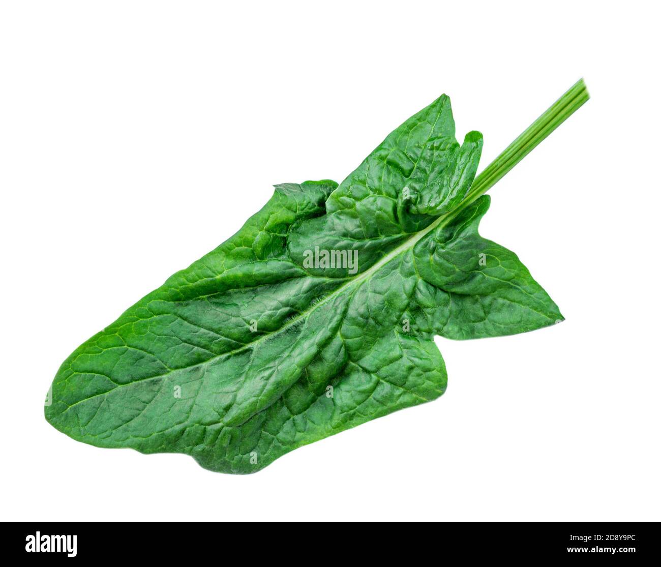 Spinach leaf isolated on white background. Fresh Spinach. Top view ...