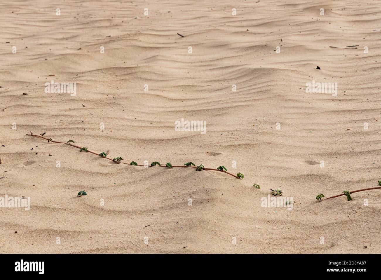 Rooting stem hi-res stock photography and images - Alamy