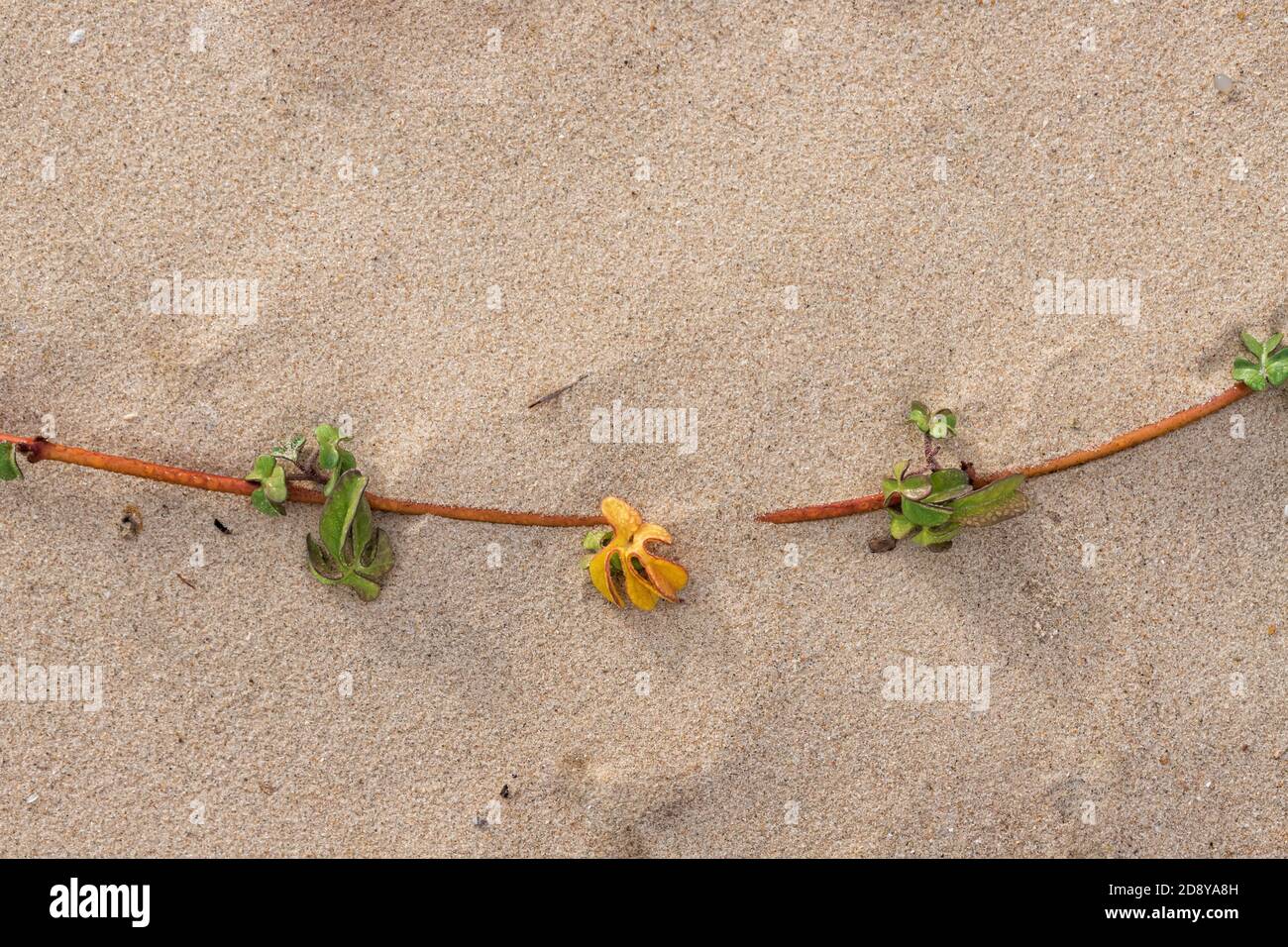 Sandy plant hi-res stock photography and images - Alamy