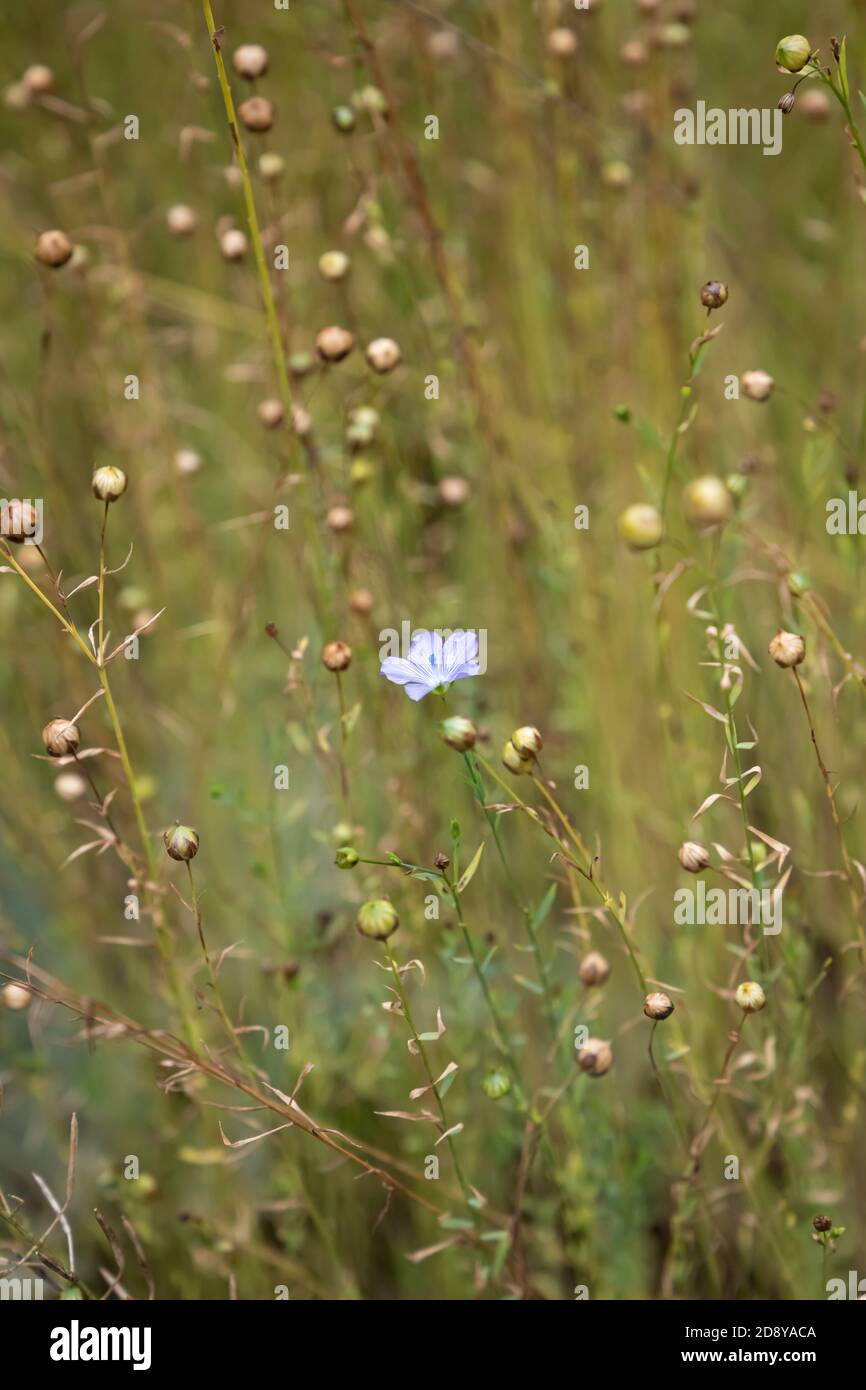 Len seed hi-res stock photography and images - Alamy