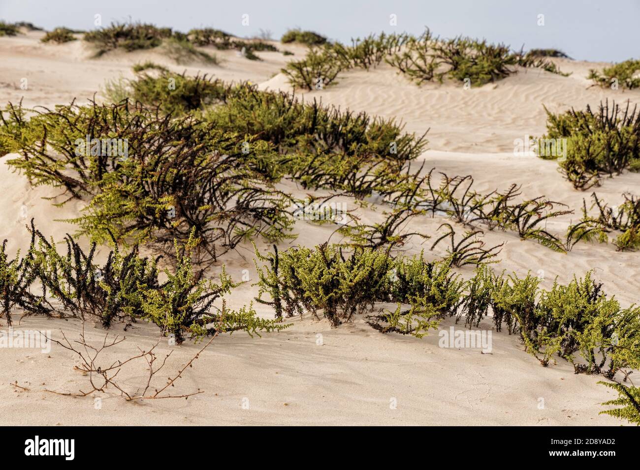 Plants that grow on the beach hi-res stock photography and images - Alamy