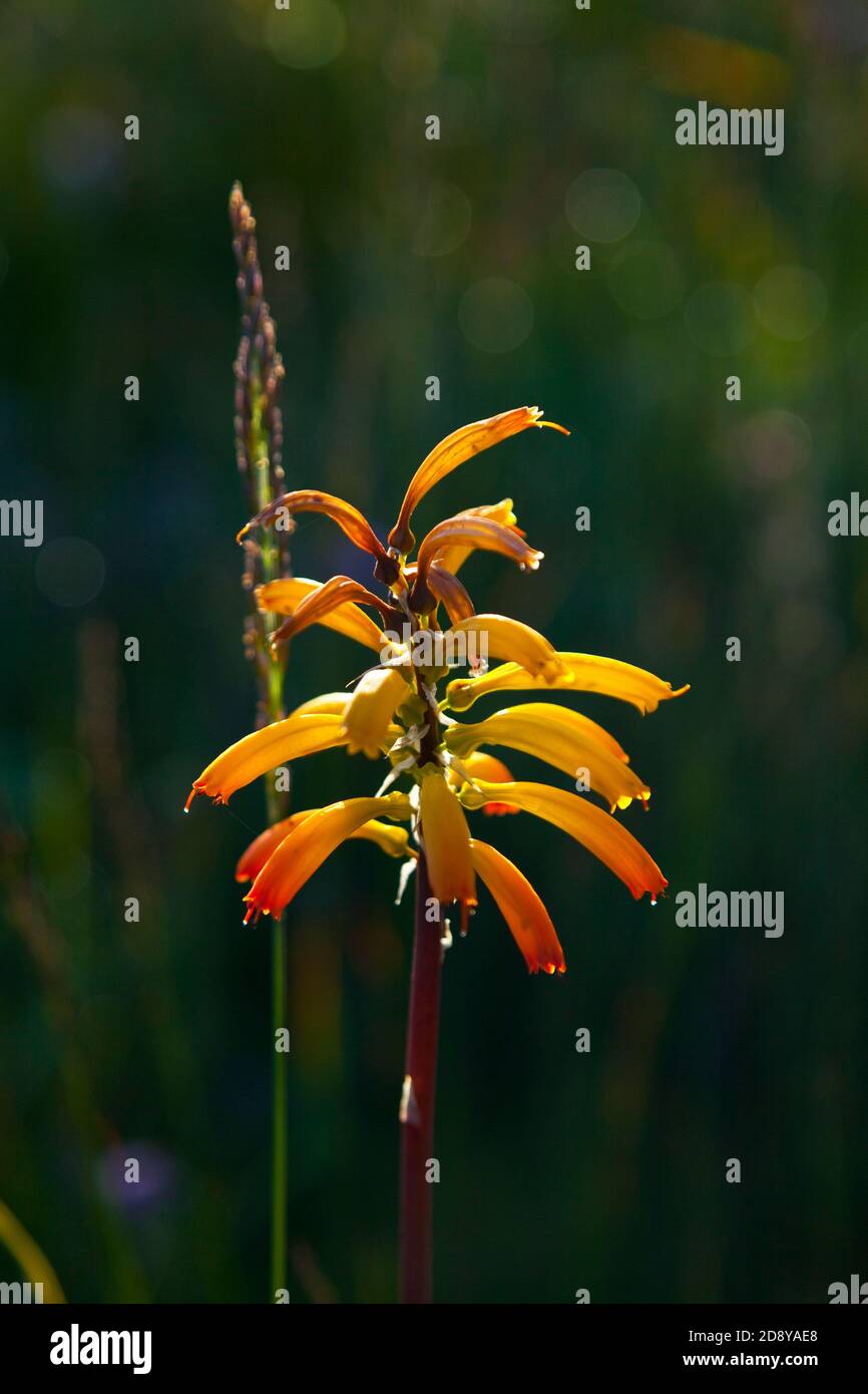 Parque Nacional Montañas Simien, Etiopia, Africa Stock Photo - Alamy