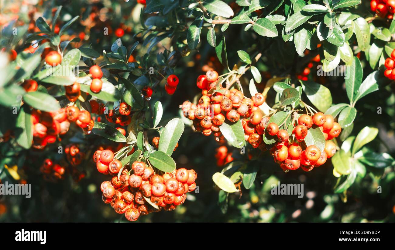 Ruscus hi-res stock photography and images - Alamy