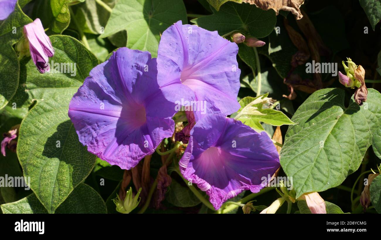 Morning glory flower in a garden Stock Photo - Alamy