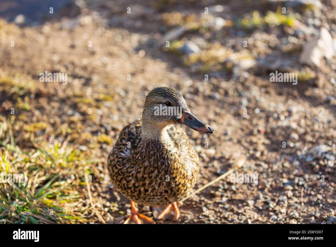 Amazing mallard duck on mountains lake Stock Photo - Alamy