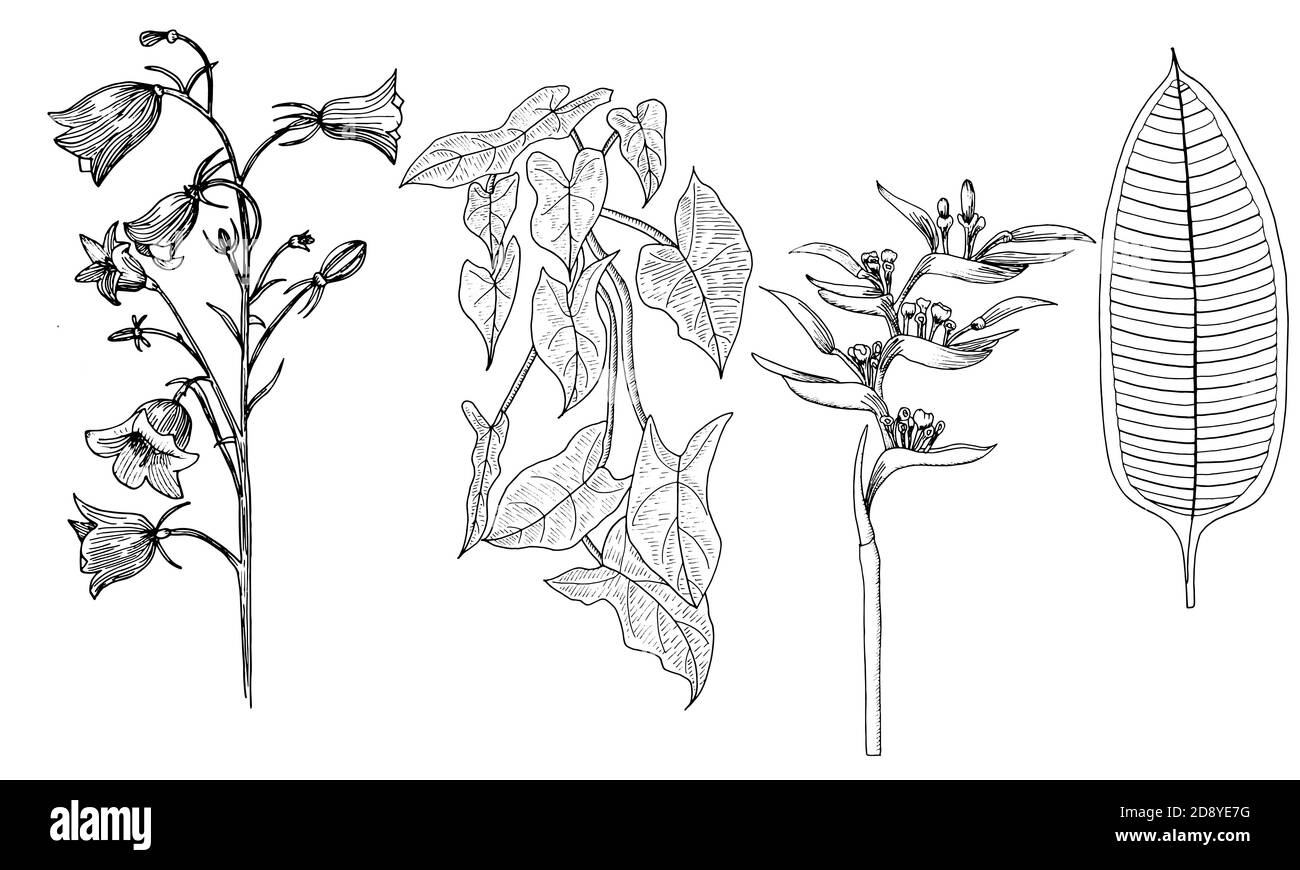 Leaves for coloring page on the branch. Graphics Stock Vector Image ...