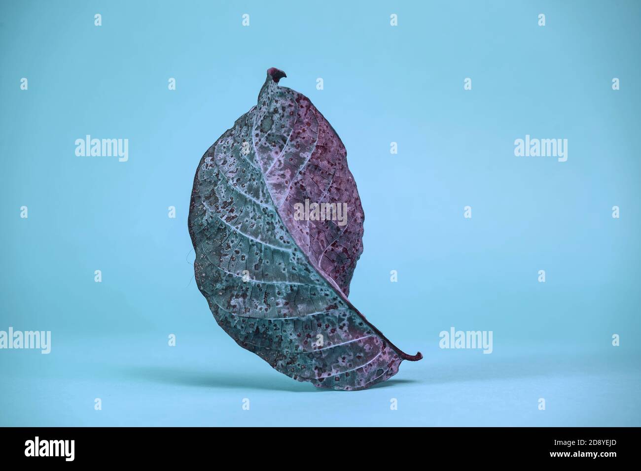 Beautiful faded old colorful leaf in blue light. Minimalism autumn ...