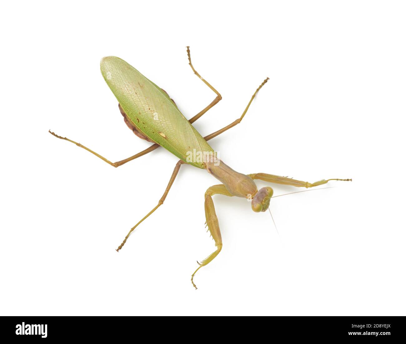 green young mantis sitting on a white background, insect isolated, top ...