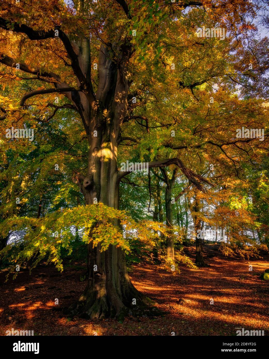 Oak tree beech tree canopy hi-res stock photography and images - Alamy