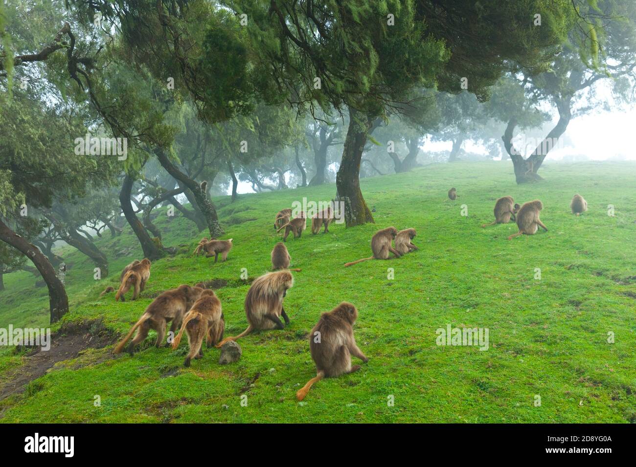 BABUINO GELADA - Gelada Baboon (Theropithecus gelada), Parque Nacional ...