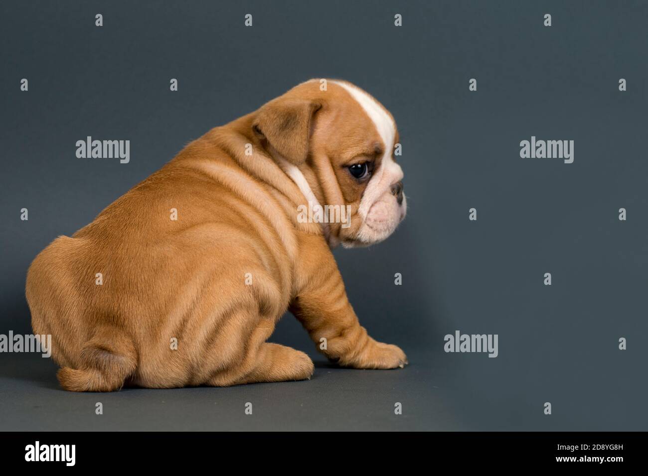 English Bulldog puppy on gray background and looking right - text space ...