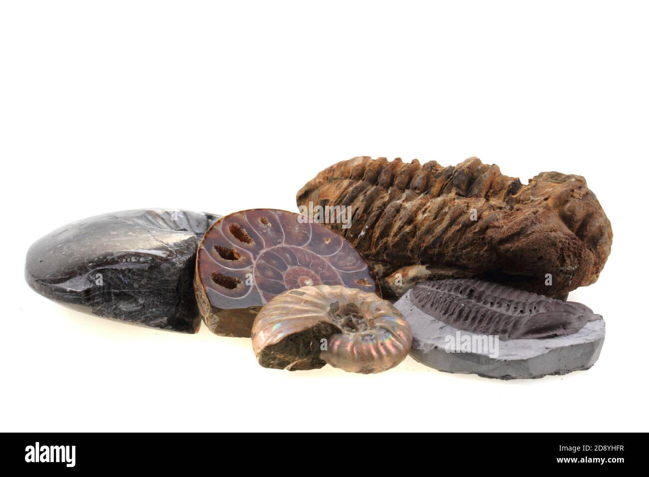 old fossils collection isolated on the white background Stock Photo - Alamy