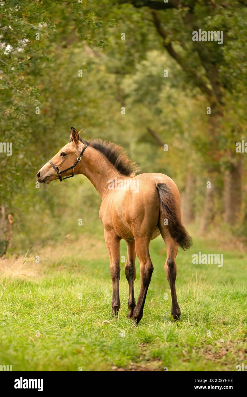 Portrait of buckskin foal, the horse with halter stands in the forest ...