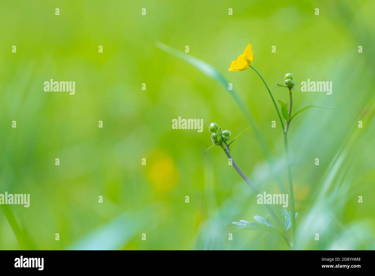 Ranunculus acris is a species of flowering plant in the family ...