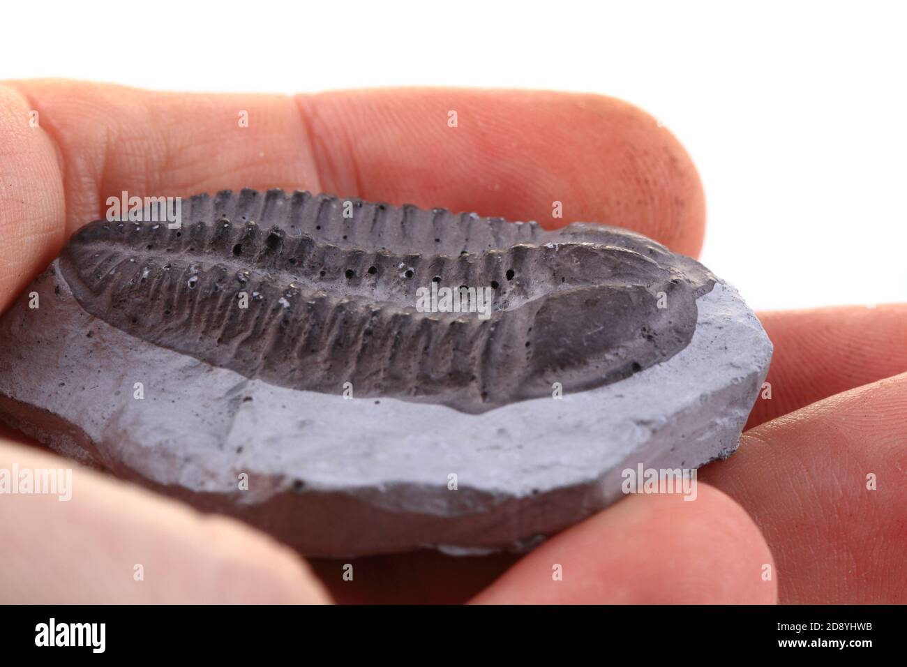 Skeleton hand evolution hi-res stock photography and images - Alamy