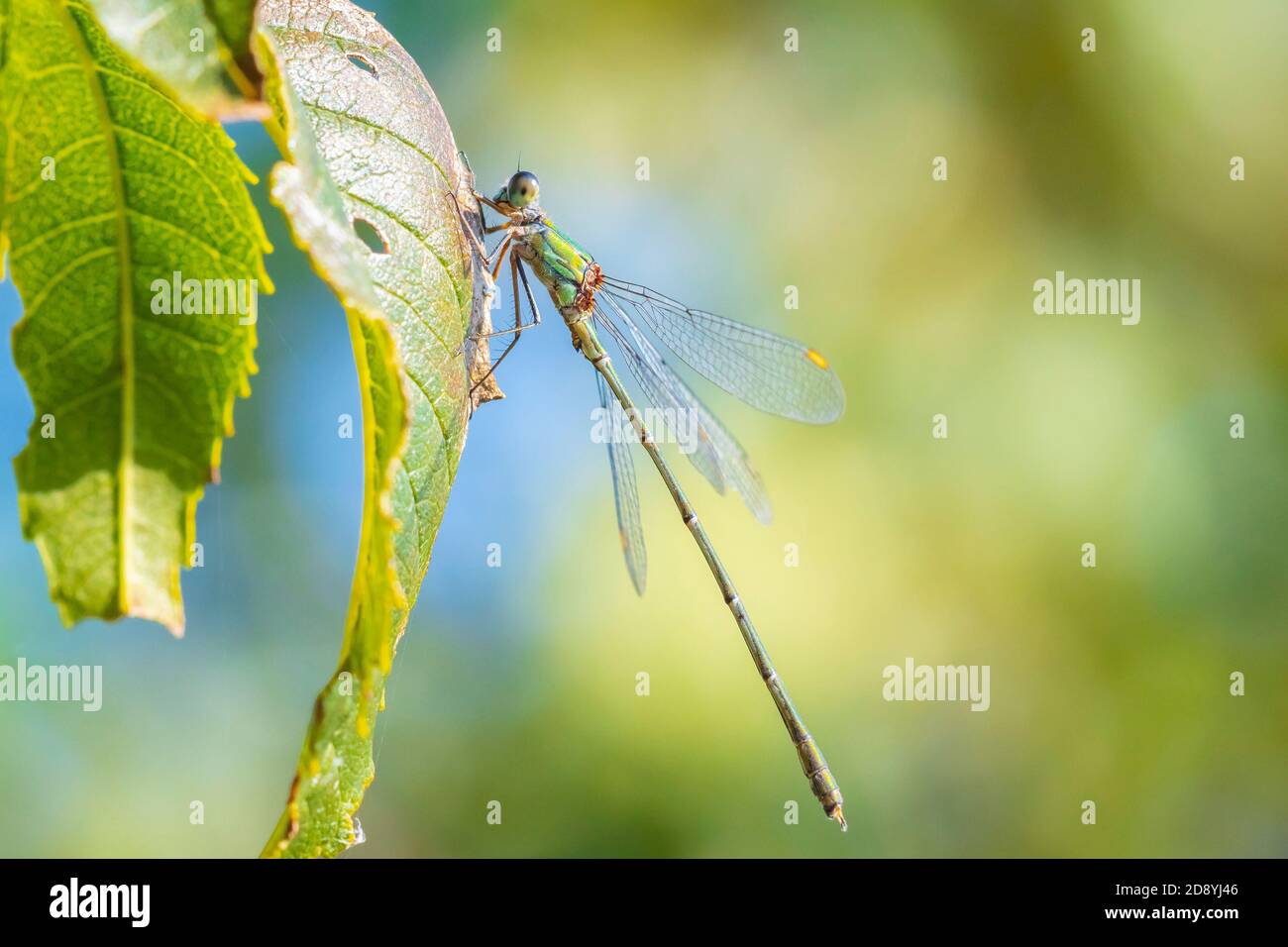 Detail closeup of a western willow emerald damselfly, Chalcolestes ...