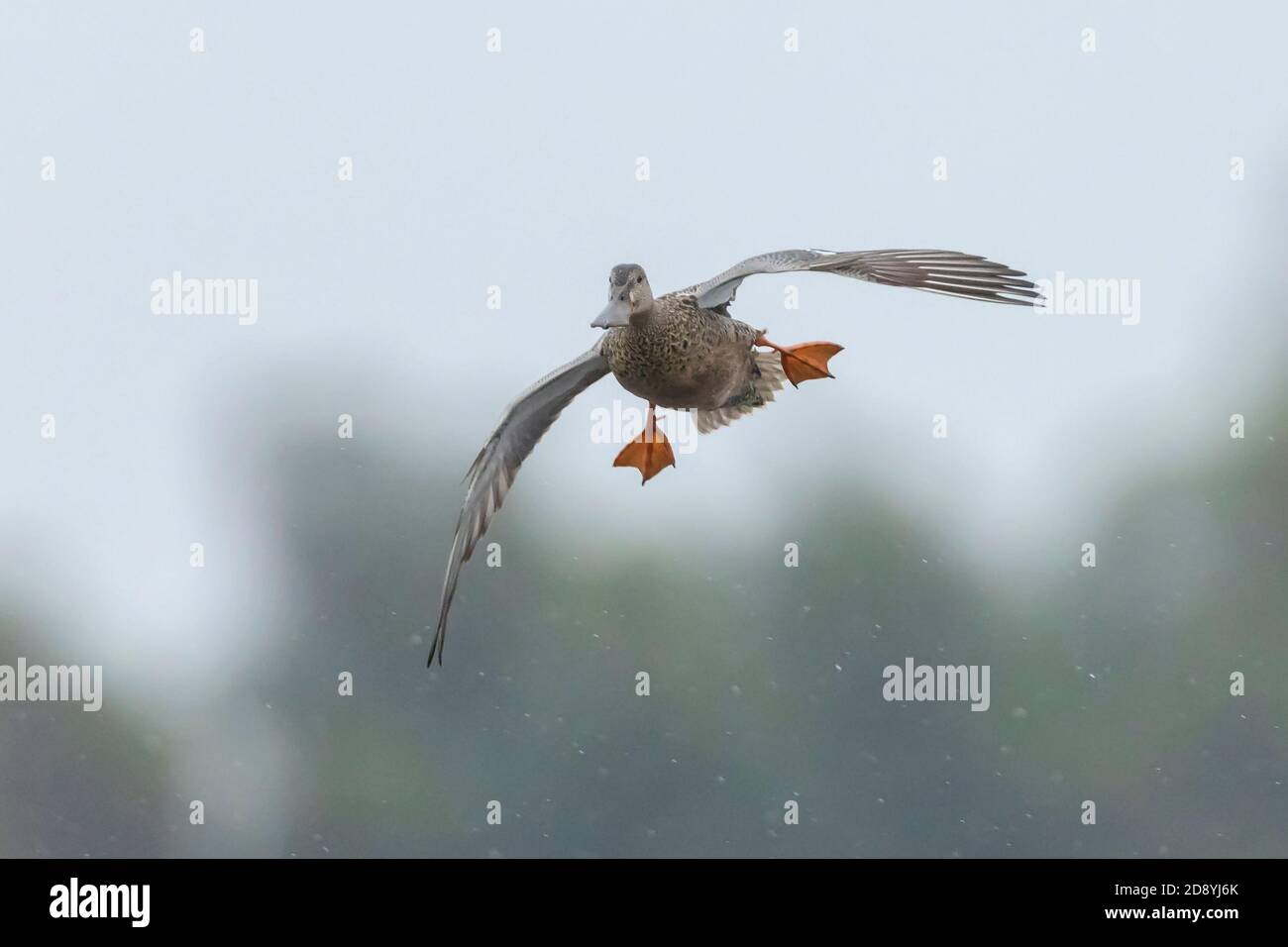 Female northern shoveler in flight hi-res stock photography and images - Alamy