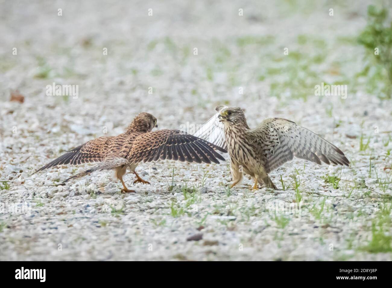two female common Kestrels, falco tinnunculus, bird of prey fighting on ...