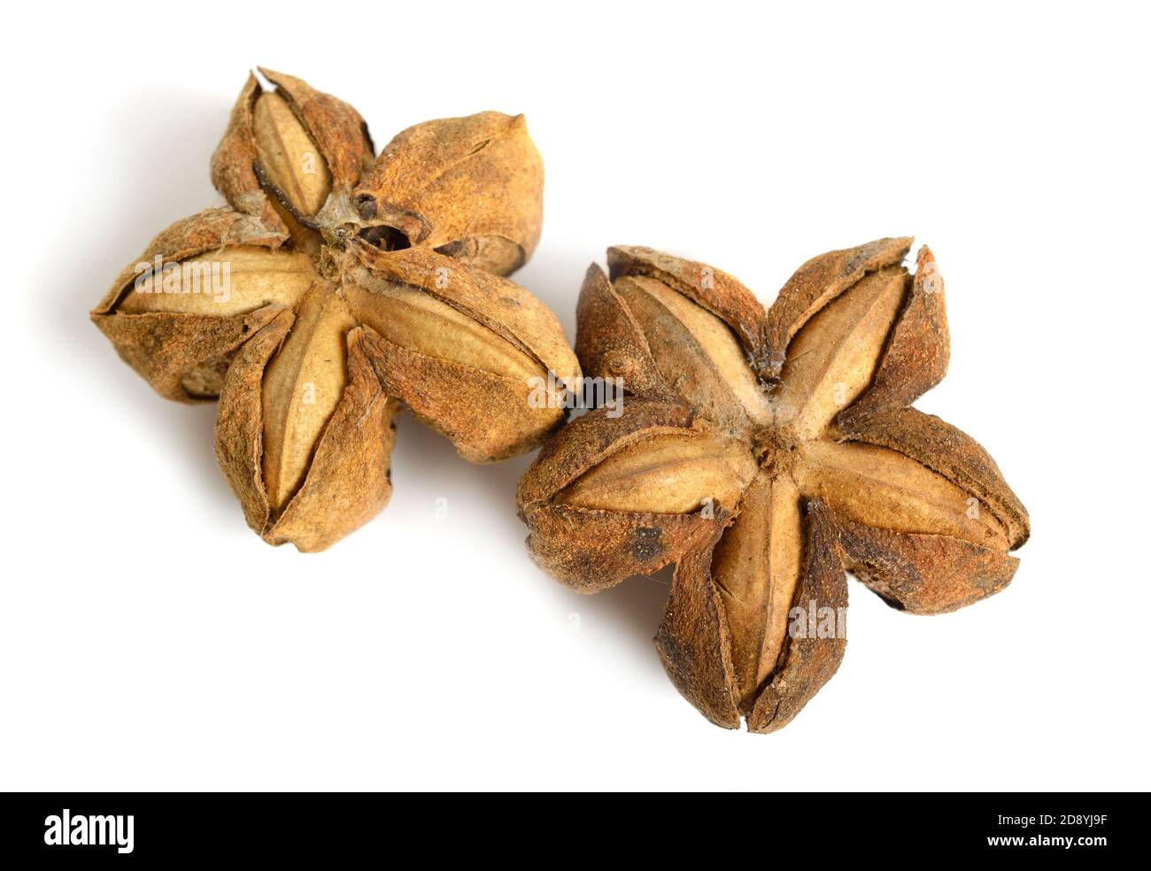 Plukenetia volubilis, commonly known as sacha inchi, sacha peanut ...