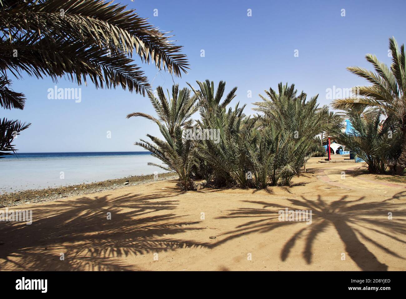 The beach of Red sea, Saudi arabia Stock Photo - Alamy