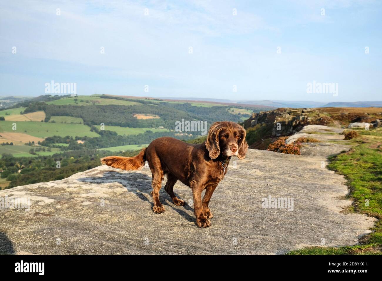 Chocolate brown working cocker spaniel at Curbar Edge in the Derbyshire ...