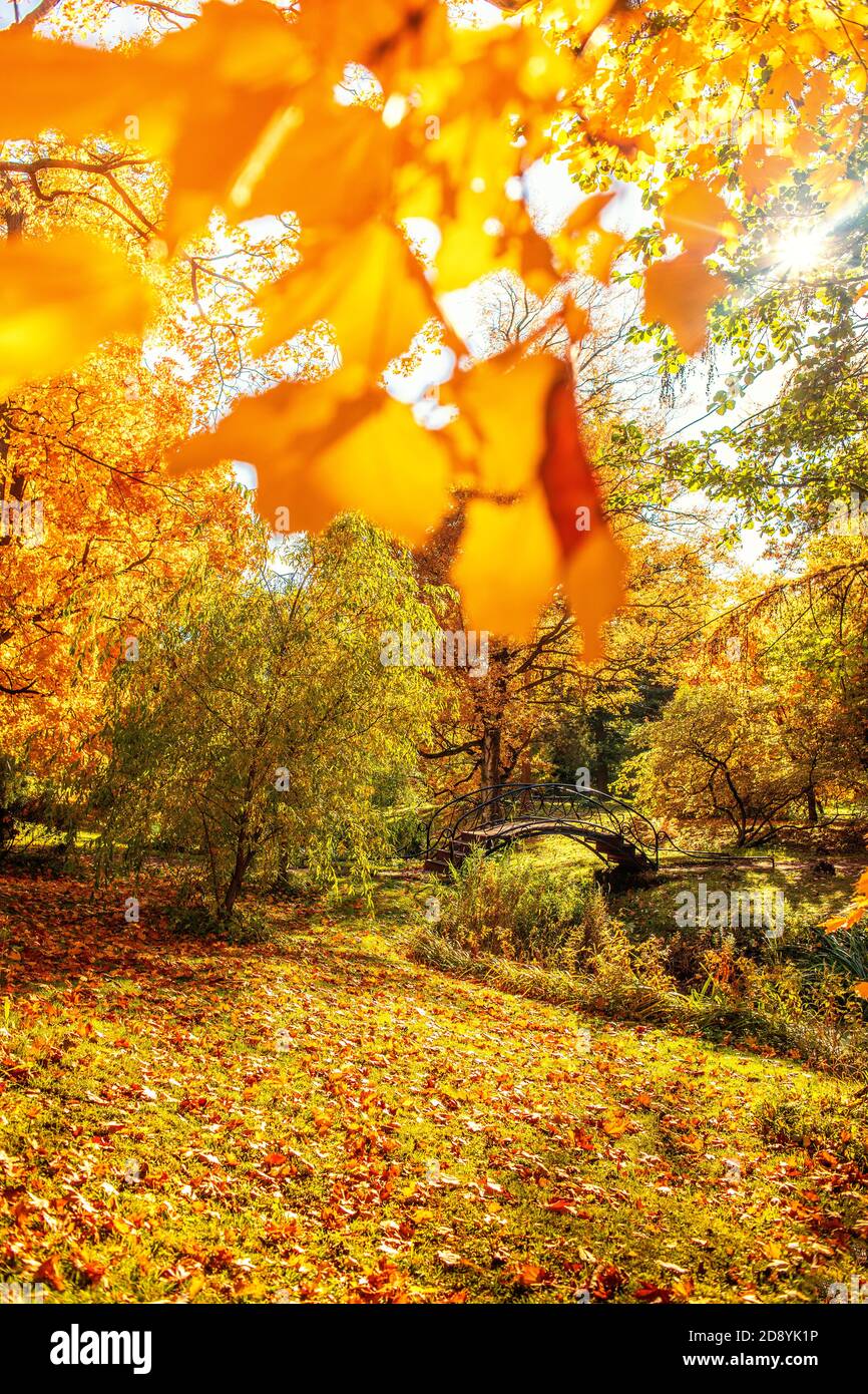 Autumn. Fall scene with falling leaves. Beautiful Autumnal park with ...