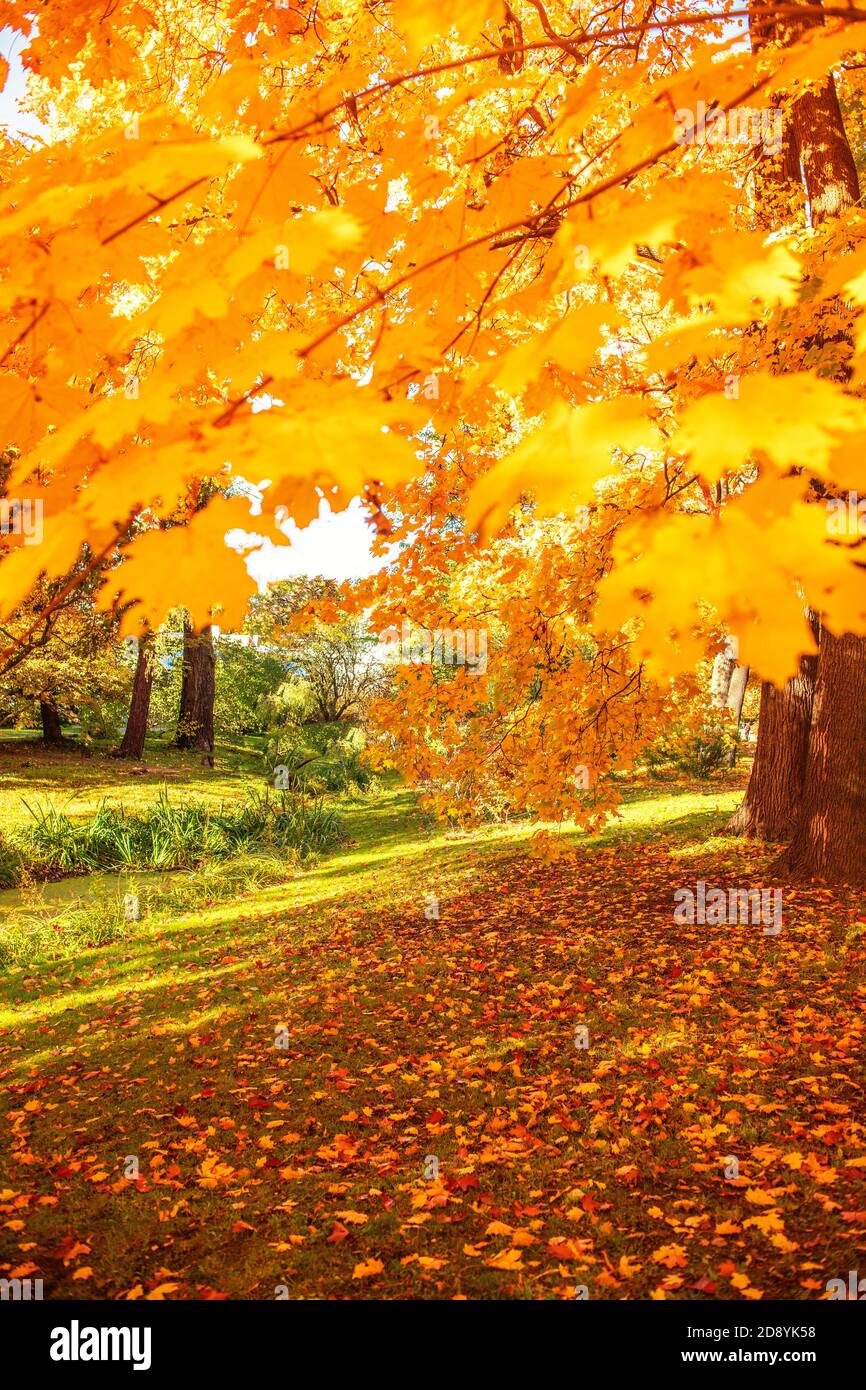 Autumn. Fall scene with falling leaves. Beautiful Autumnal park with ...