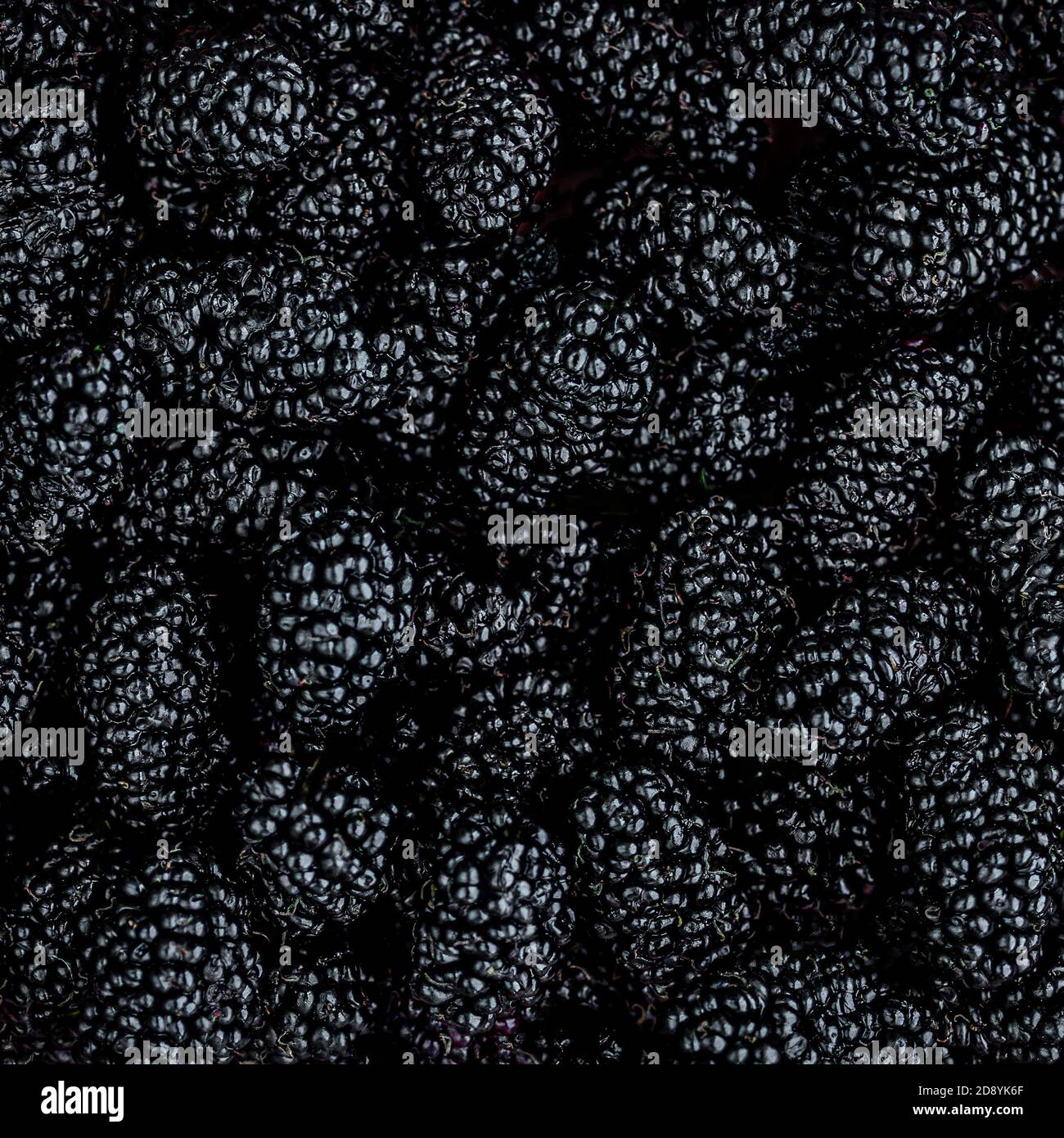 Mulberry background. Mulberry summer fruit close up. Fresh Mulberrys ...