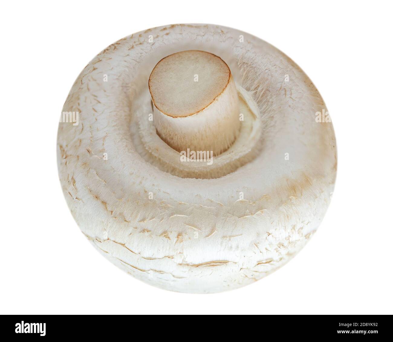 Champignon mushroom slice hi-res stock photography and images - Alamy