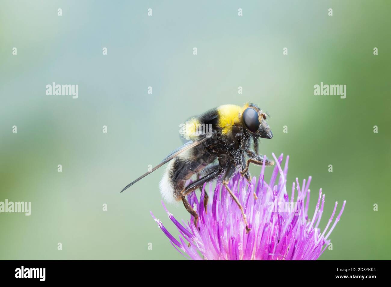 Arctophila bombiformis hi-res stock photography and images - Alamy
