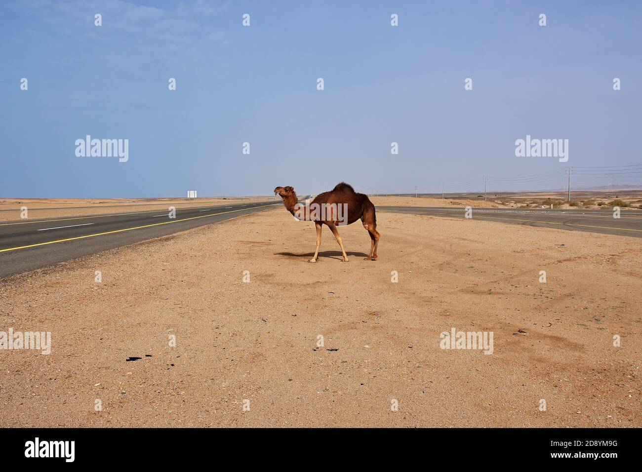 The camel in the desert, Saudi Arabia Stock Photo - Alamy