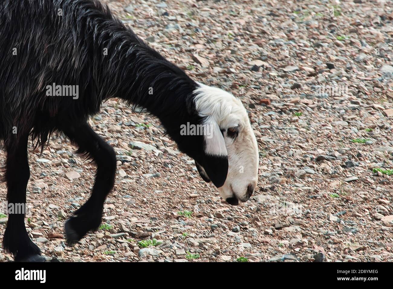 Desert sheep saudi arabia hi-res stock photography and images - Alamy
