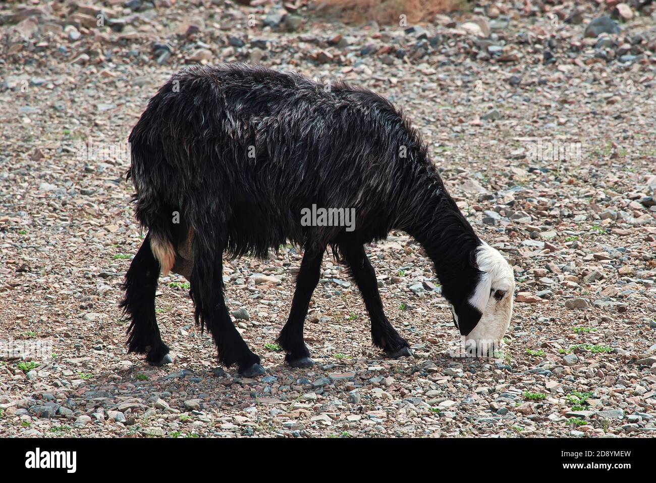 Desert sheep saudi arabia hi-res stock photography and images - Alamy