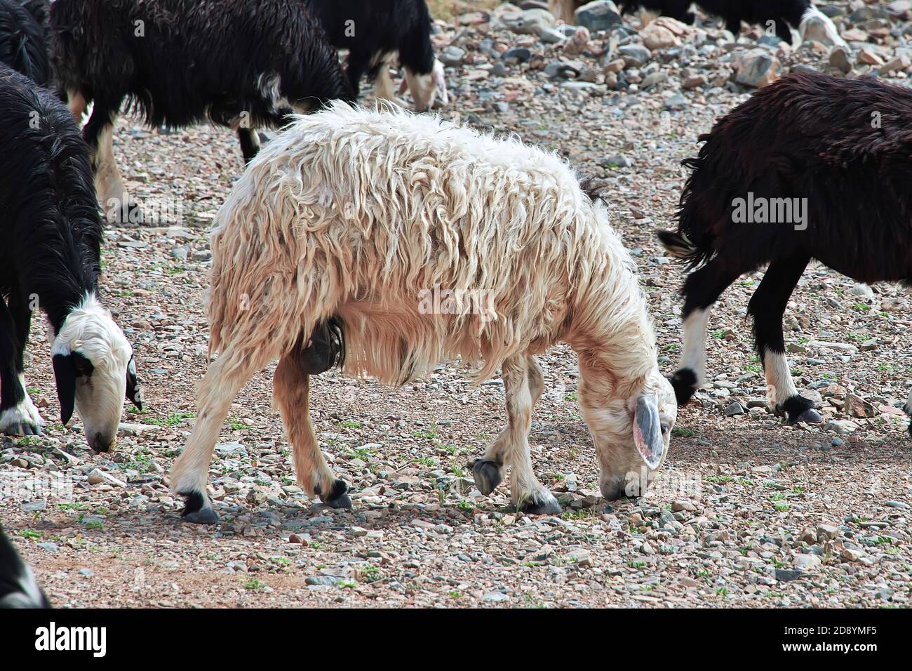 Sheep in mountains of Saudi Arabia Stock Photo - Alamy