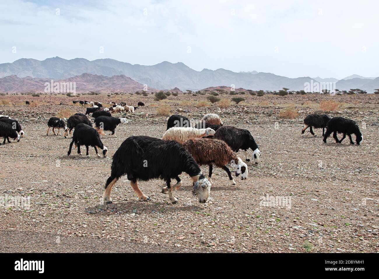 Desert sheep saudi arabia hi-res stock photography and images - Alamy