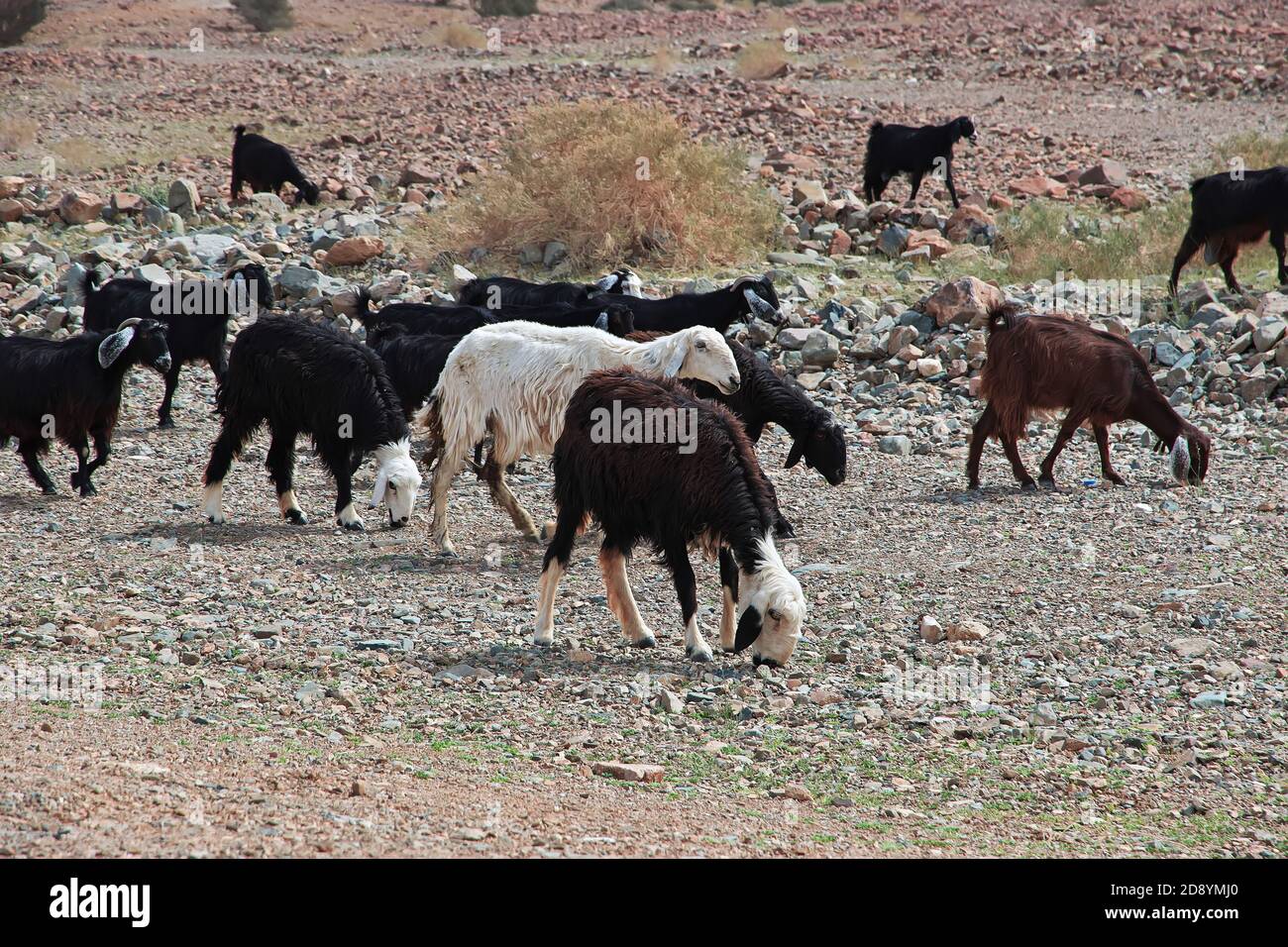 Sheep in mountains of Saudi Arabia Stock Photo - Alamy