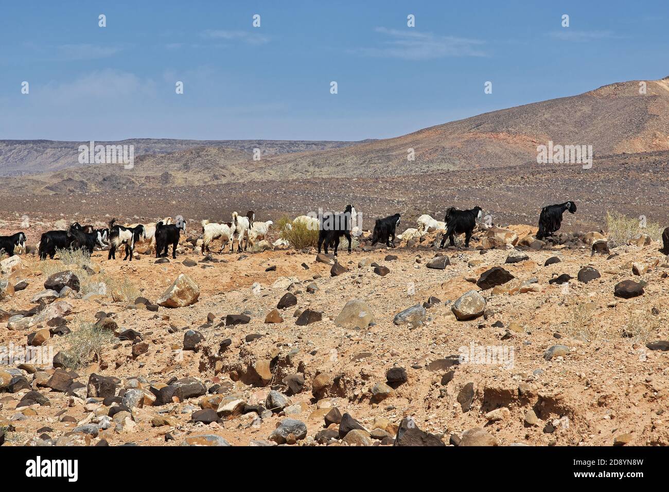 Desert sheep saudi arabia hi-res stock photography and images - Alamy