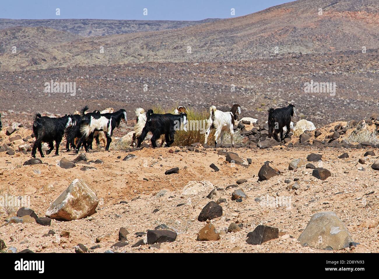 Sheep in mountains of Saudi Arabia Stock Photo - Alamy