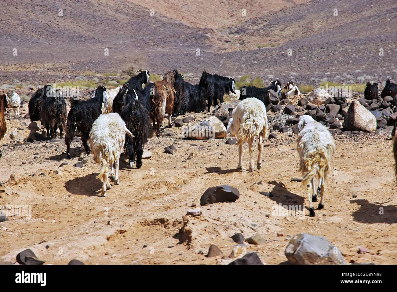 Sheep in mountains of Saudi Arabia Stock Photo - Alamy