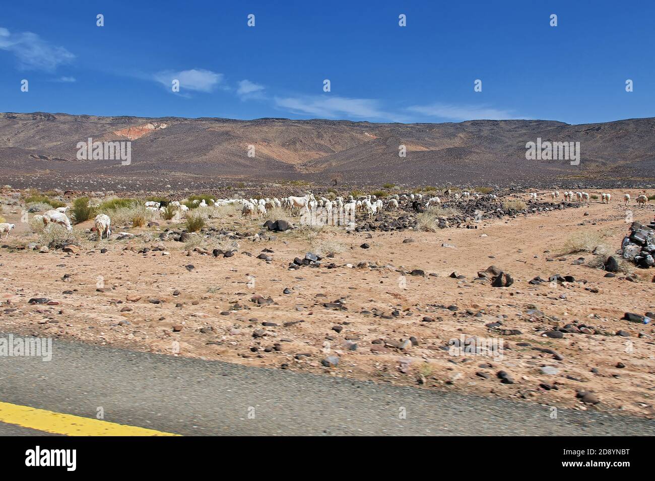 Desert sheep saudi arabia hi-res stock photography and images - Alamy