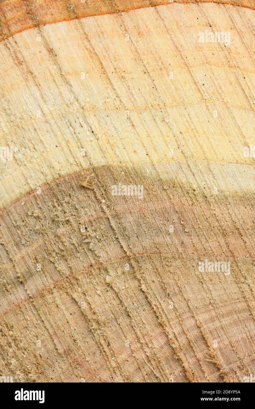 Top view of the surface of the fresh stump with annual rings closeup ...