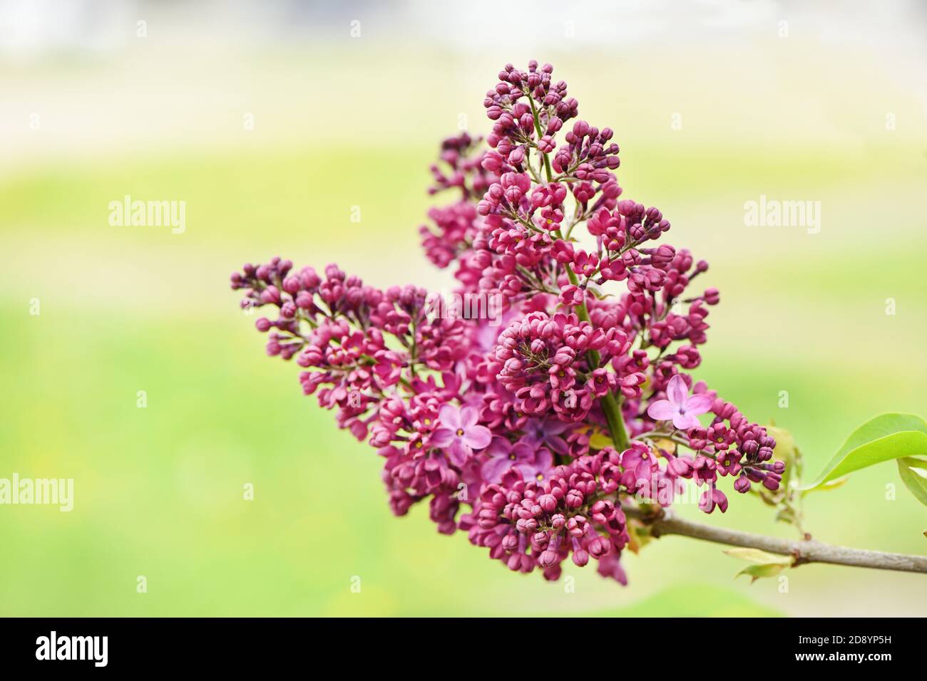 Spring branch of blooming lilac. High resolution photo. Selective focus ...