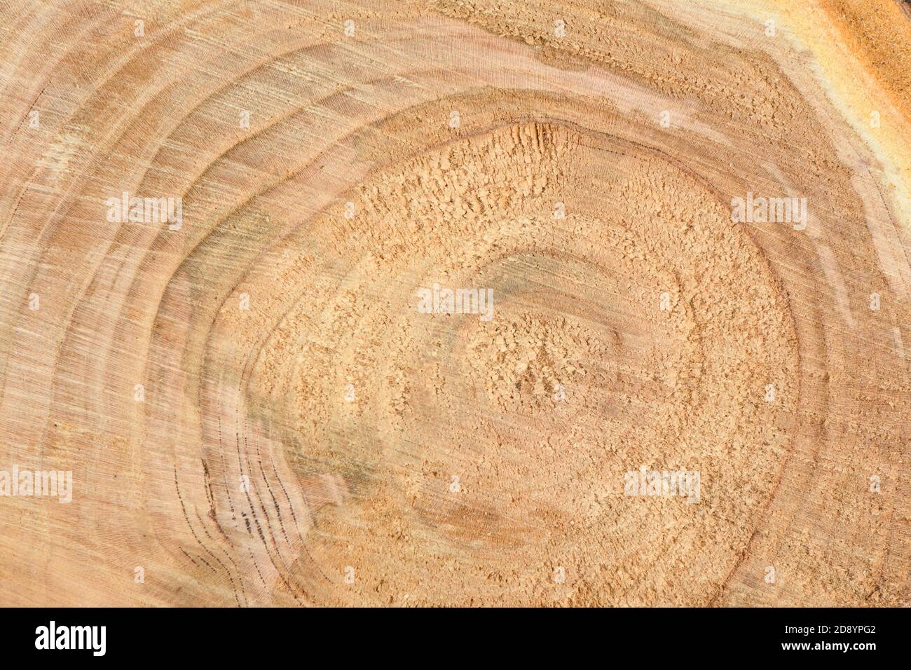 Top view of the surface of the fresh stump with annual rings closeup ...