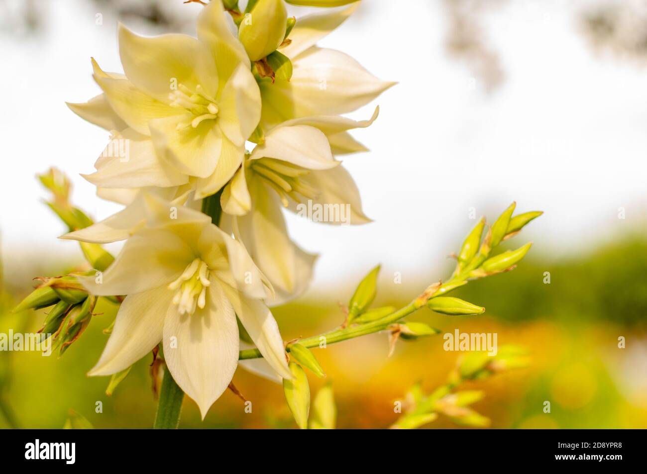 Blooming Adam's Needle flower on the sunny summer background. Yucca ...