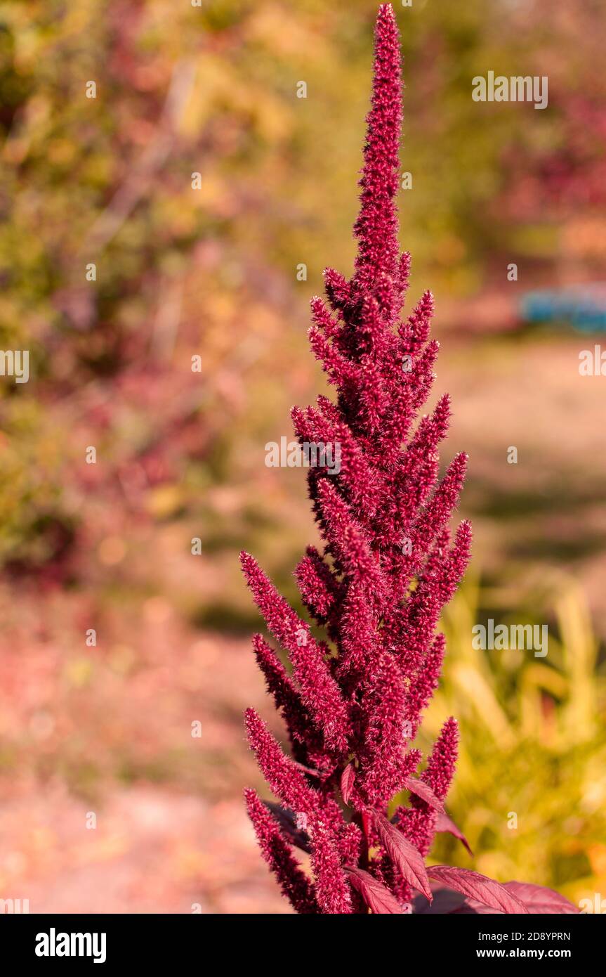 Fresh Amaranth flower on the sunny summer day. Amaranthus paniculatus ...